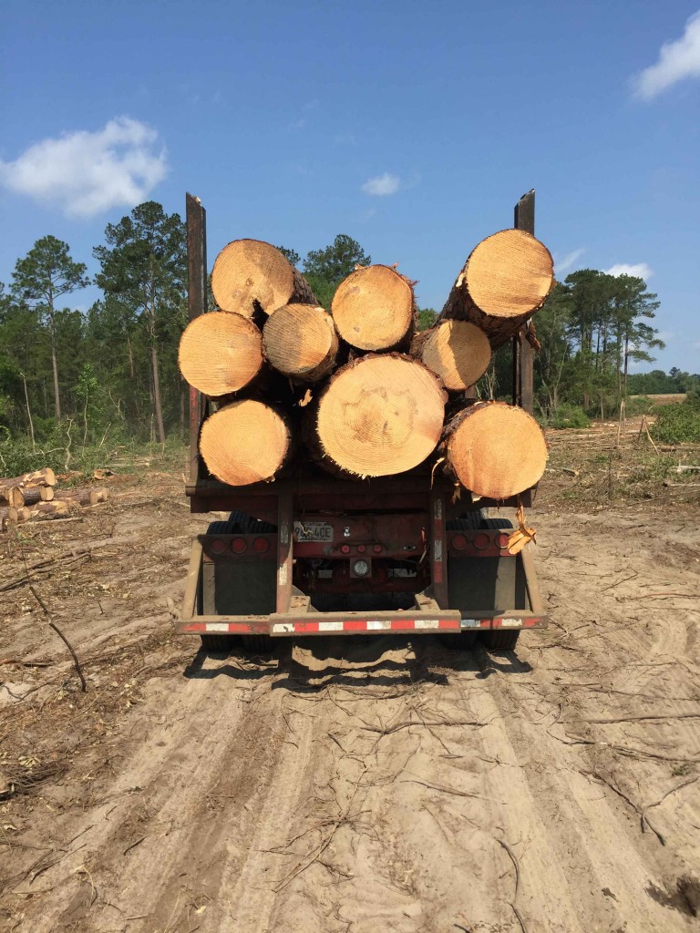 Photos – Gray Logging